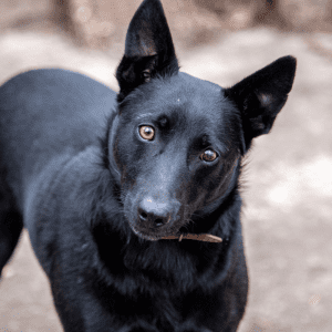 15 Black Dogs With Pointy Ears: Breed, About & Pictures - Dog Friendly ...