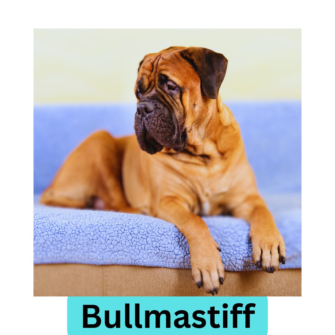 From Loyal Protectors to Lazy Watchdogs: A Comprehensive Guide to the ...