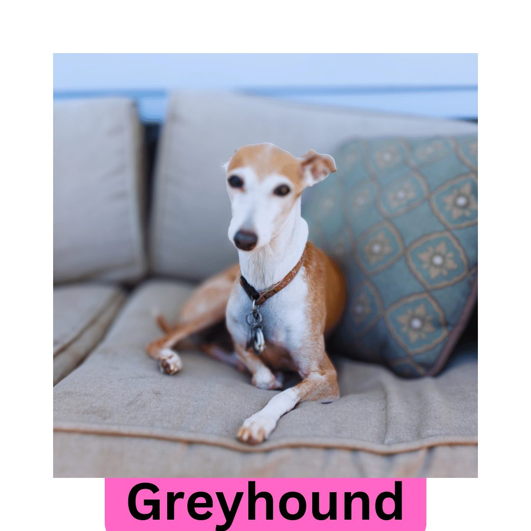 From Loyal Protectors to Lazy Watchdogs: A Comprehensive Guide to the ...