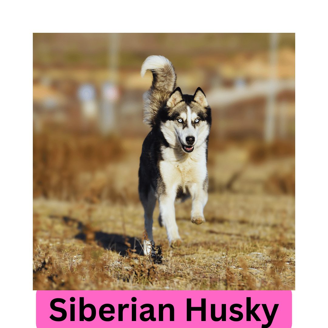 From Loyal Protectors to Lazy Watchdogs: A Comprehensive Guide to the ...