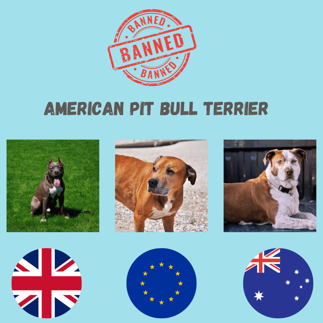 Pit Bull Lookalikes: Commonly Misidentified Canines - Dog Friendly Scene