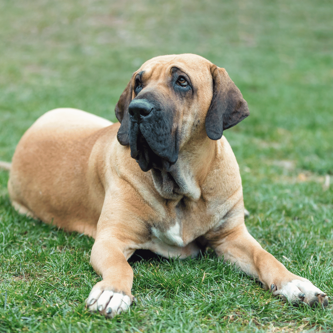 Is the American Bully XL Breed Banned in the UK? - Dog Friendly Scene