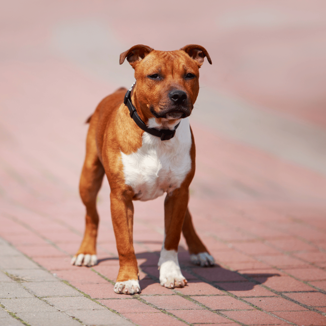Pit Bull Lookalikes: Commonly Misidentified Canines - Dog Friendly Scene