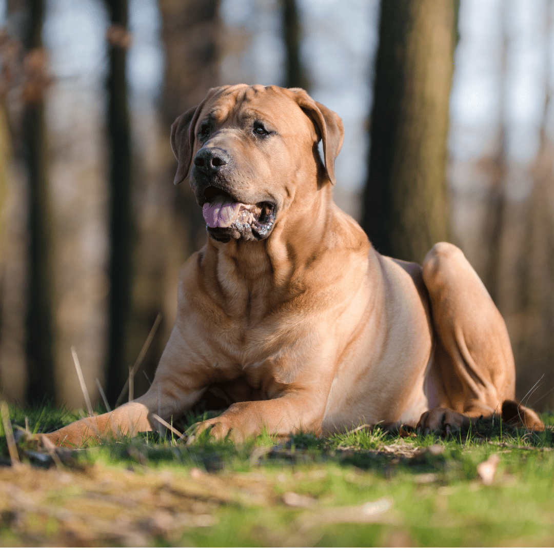 Is the American Bully XL Breed Banned in the UK? - Dog Friendly Scene